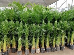 Palma areca – guiaverdemexico